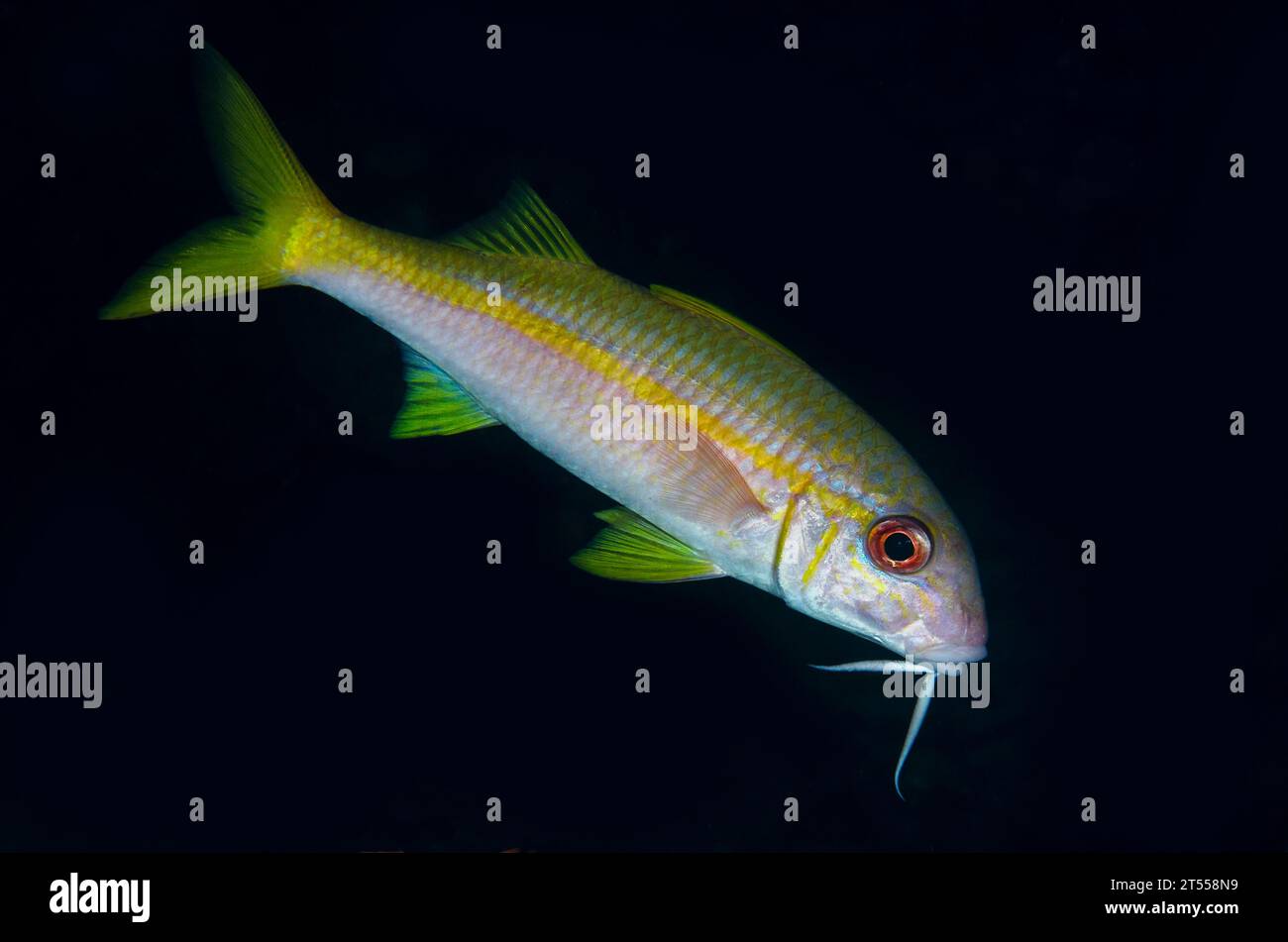 Yellowfin Goatfish (Mulloidichthys vanicolensis), night dive, Murex ...