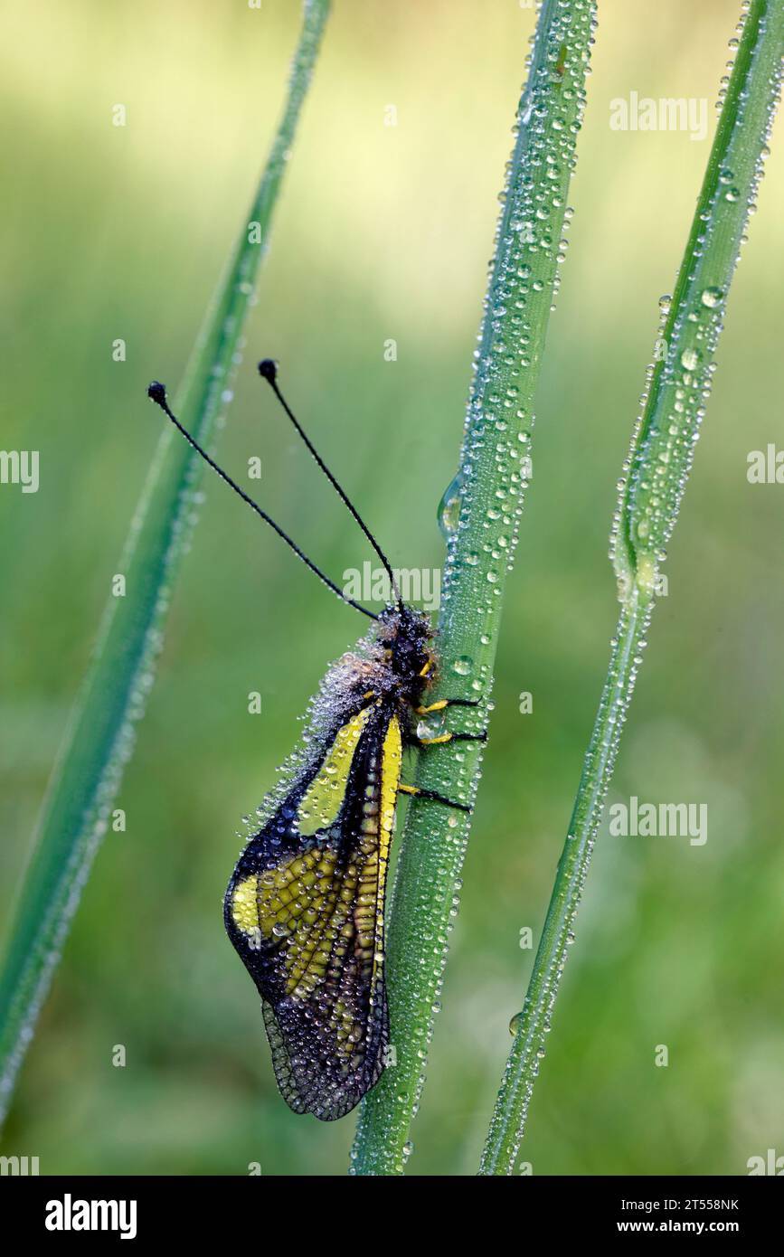 Owly sulphur (Libelloides coccajus) Still covered in dew after a rather ...