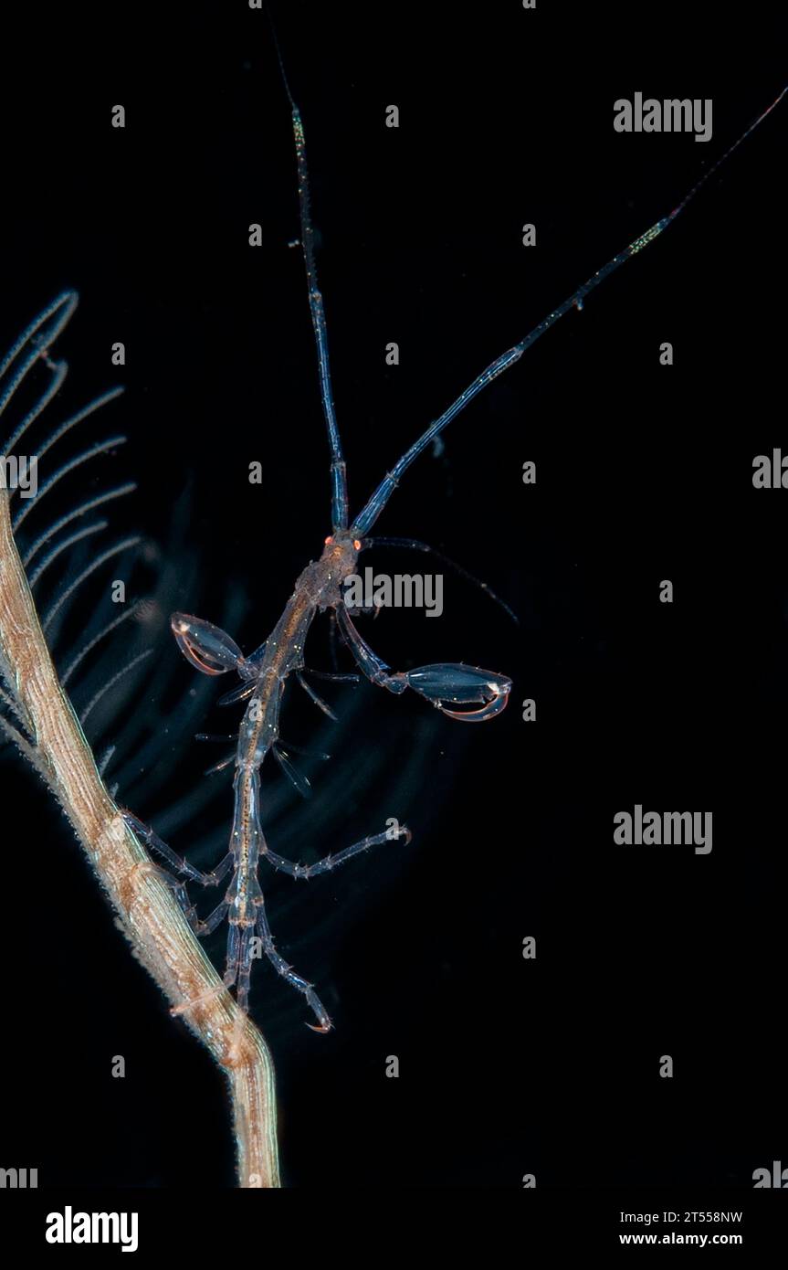 Red-stripe Skeleton Shrimp (Protella similis) on Hydroid (Hydrozoa ...