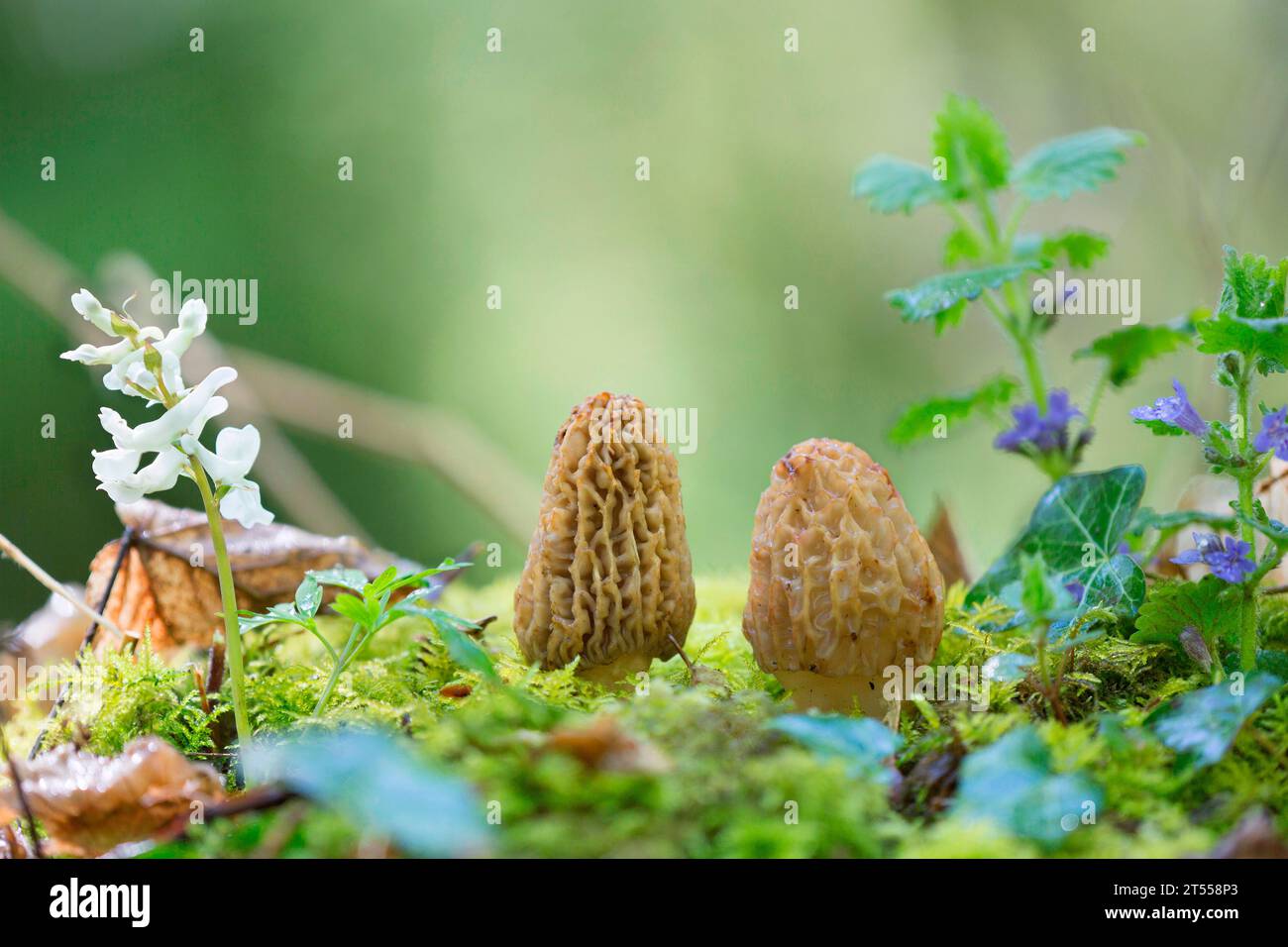 Morel (Morchella conica), Rhine forests, Haut-Rhin, Alsace, France ...
