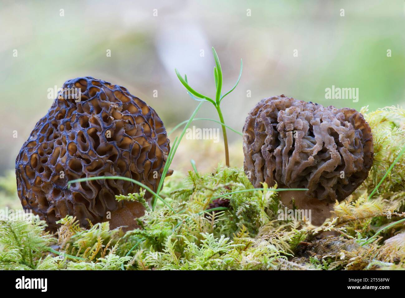 Morel (Morchella conica), Rhine forests, Haut-Rhin, Alsace, France ...