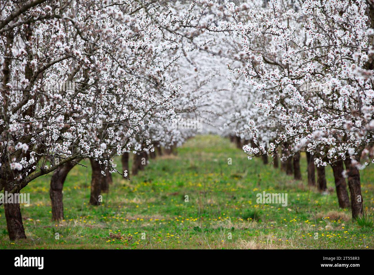 Almond orchards in bloom in Provence, France Stock Photo - Alamy
