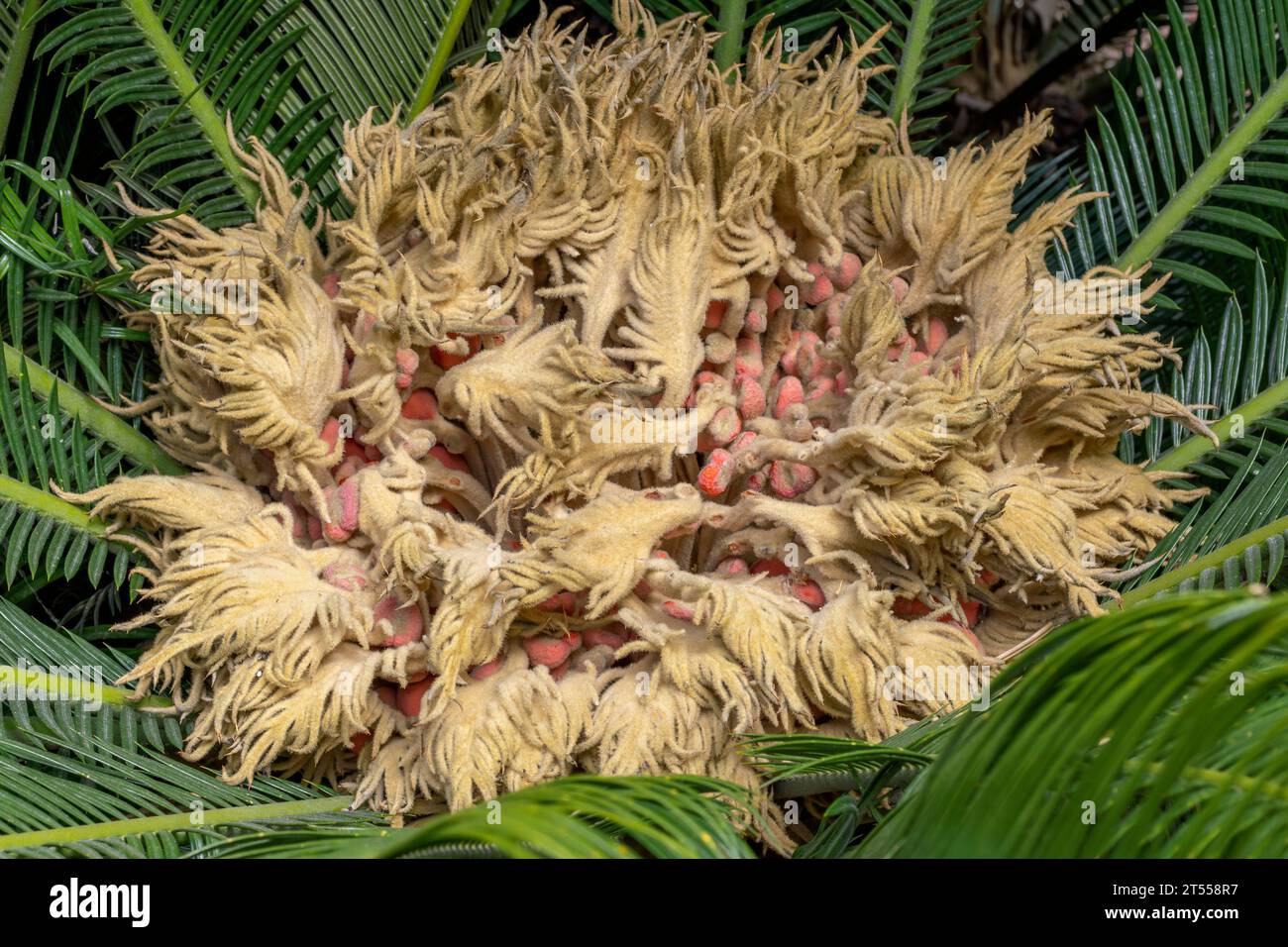 Japanese sago palm (Cycas revoluta) female cone Stock Photo - Alamy