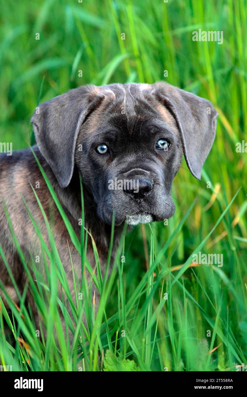 Portrait of a puppy Cane Corso in tall grass Stock Photo - Alamy