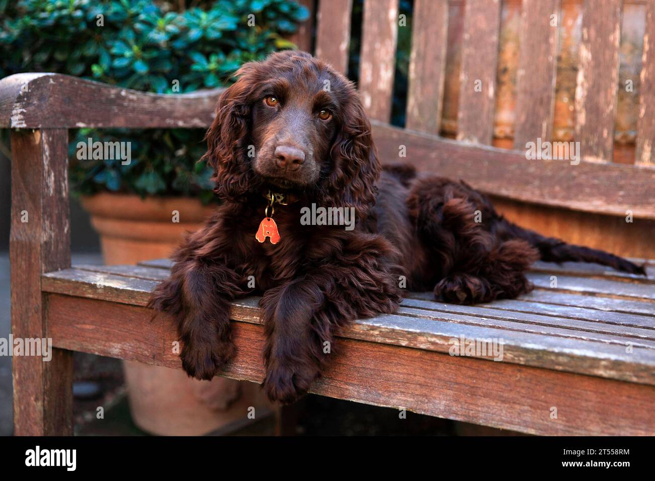 English cocker puppy lying on a bench Stock Photo - Alamy