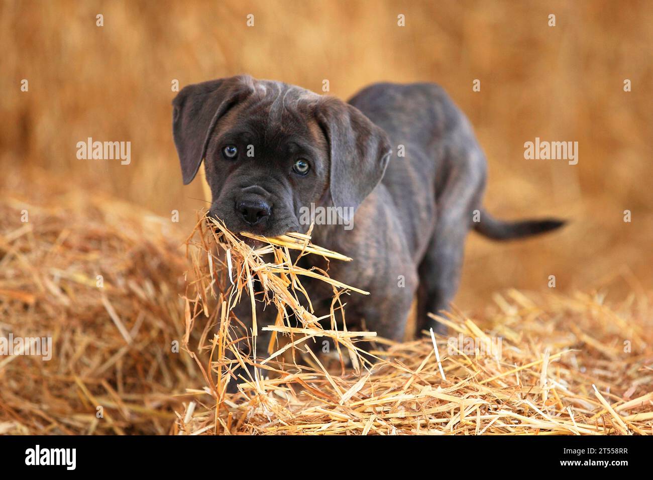Puppy Cane Corso with straw in the mouth Stock Photo - Alamy