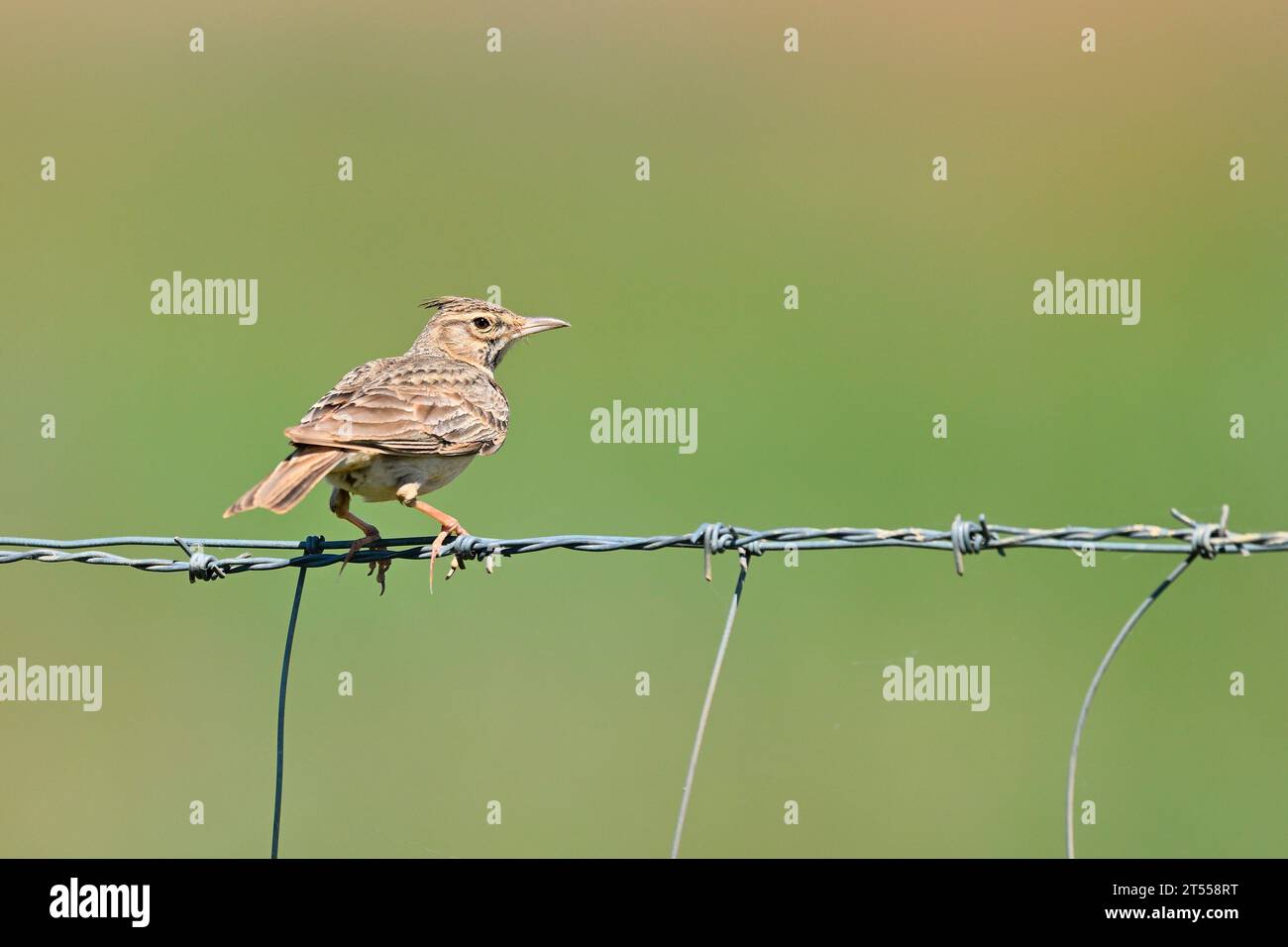 Crested lark (Galerida cristata) on barbed wire- Spain Stock Photo - Alamy