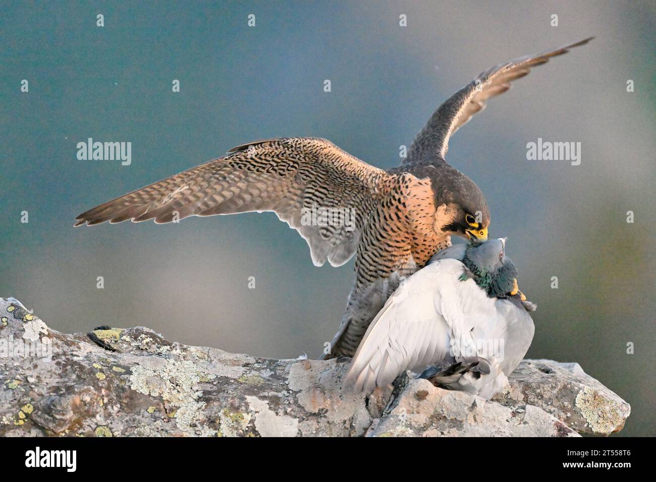 Peregrine Falcon (Falco peregrinus) eating a pigean - Spain Stock Photo ...