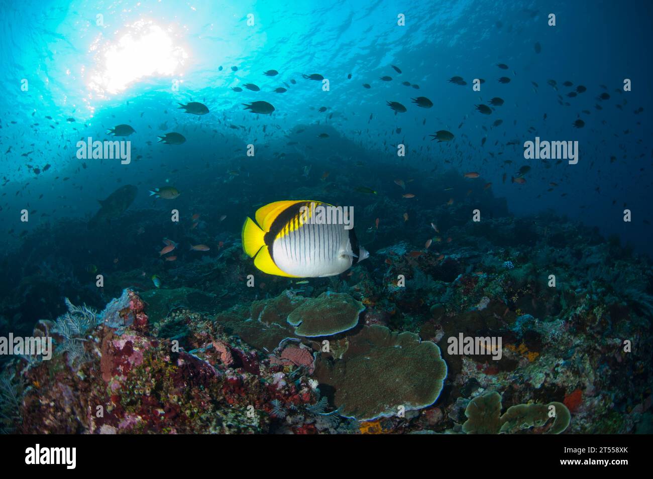 Lined Butterflyfish (Chaetodon lineolatus) with fish and sun in ...
