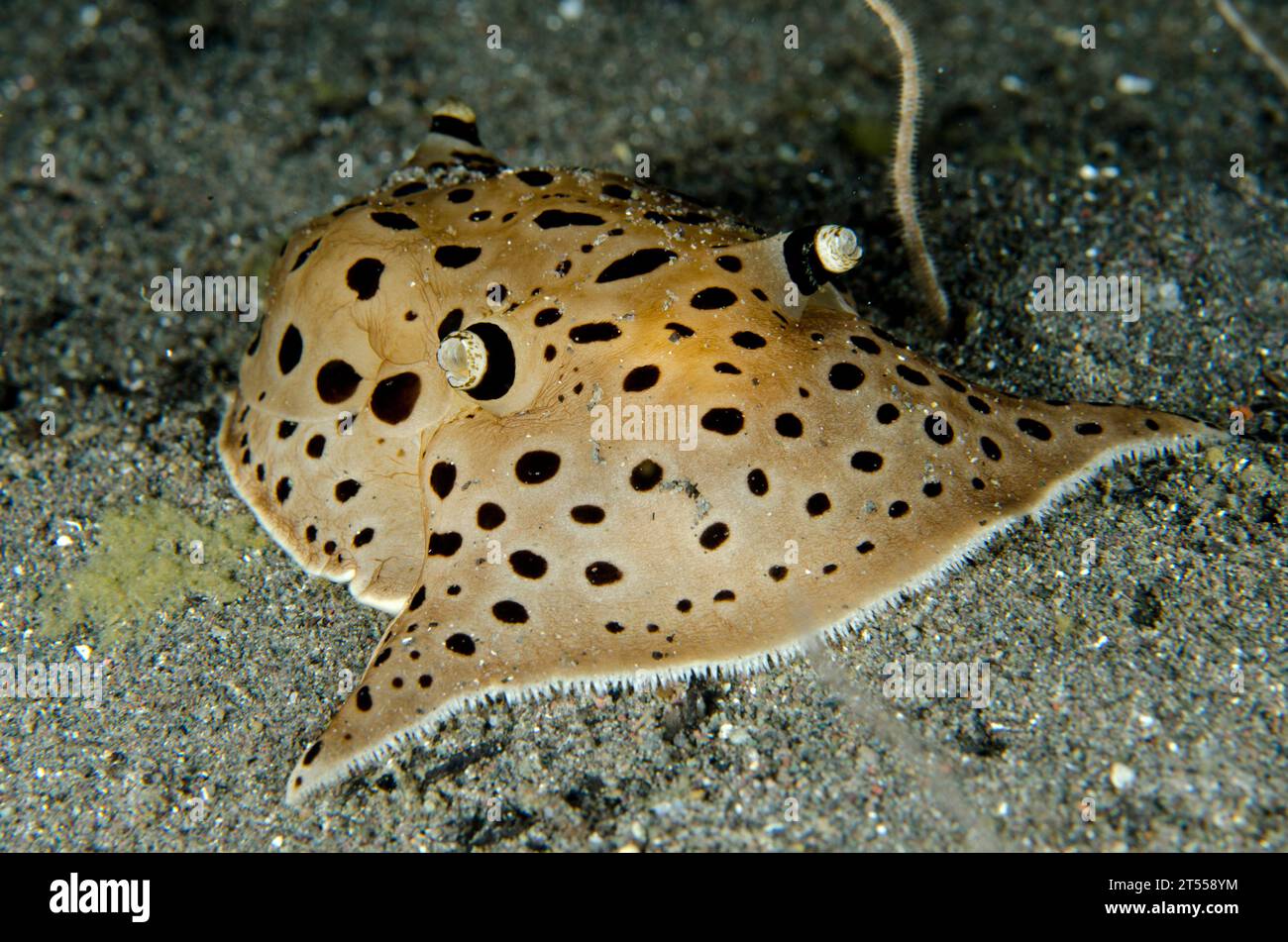 Sidegill Slug (Euselenops luniceps) amongst Burrowing Brittle Stars ...