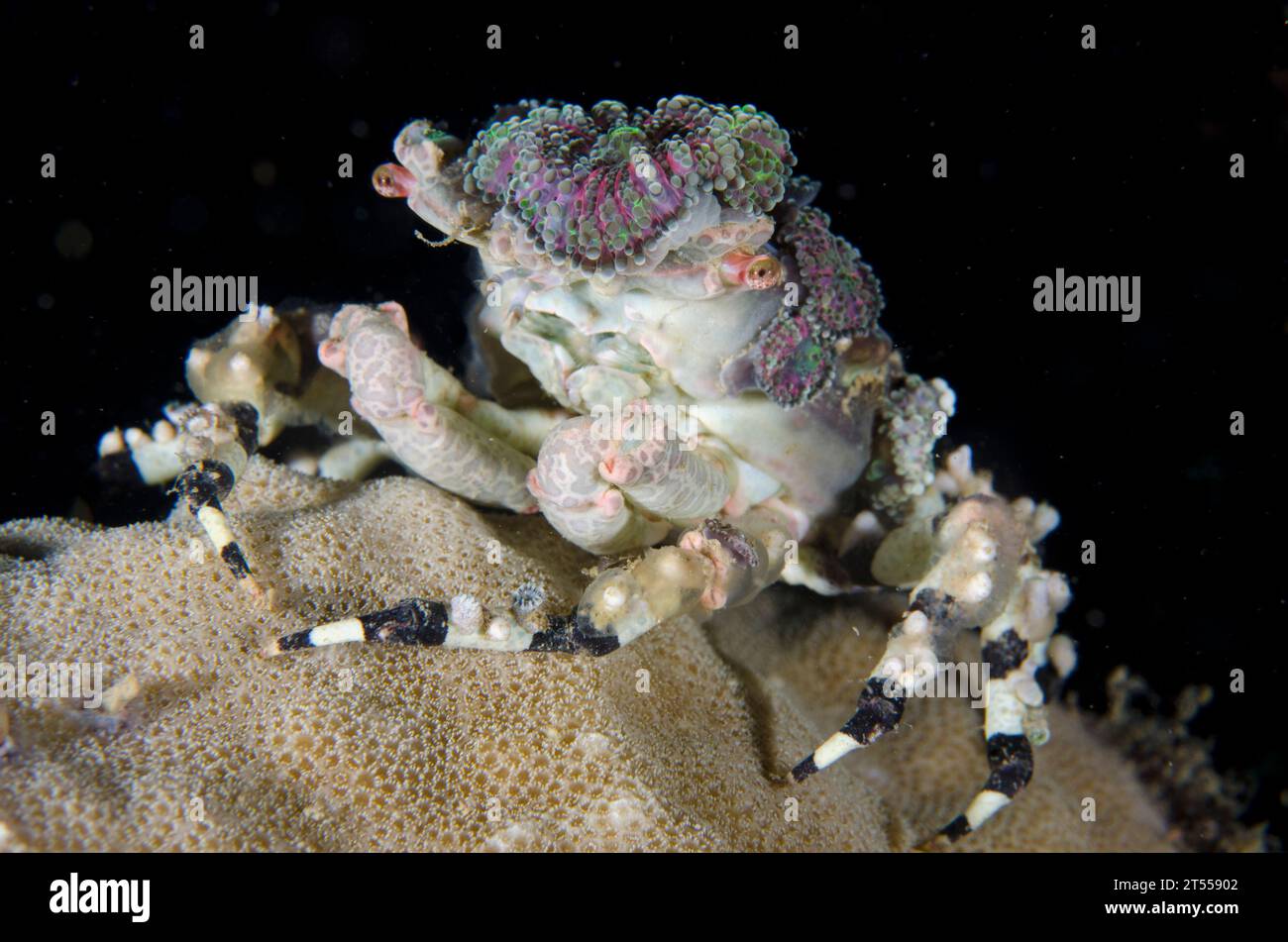 Corallimorph Decorator Crabs (Cyclocoeloma tuberculata) camouflaged ...