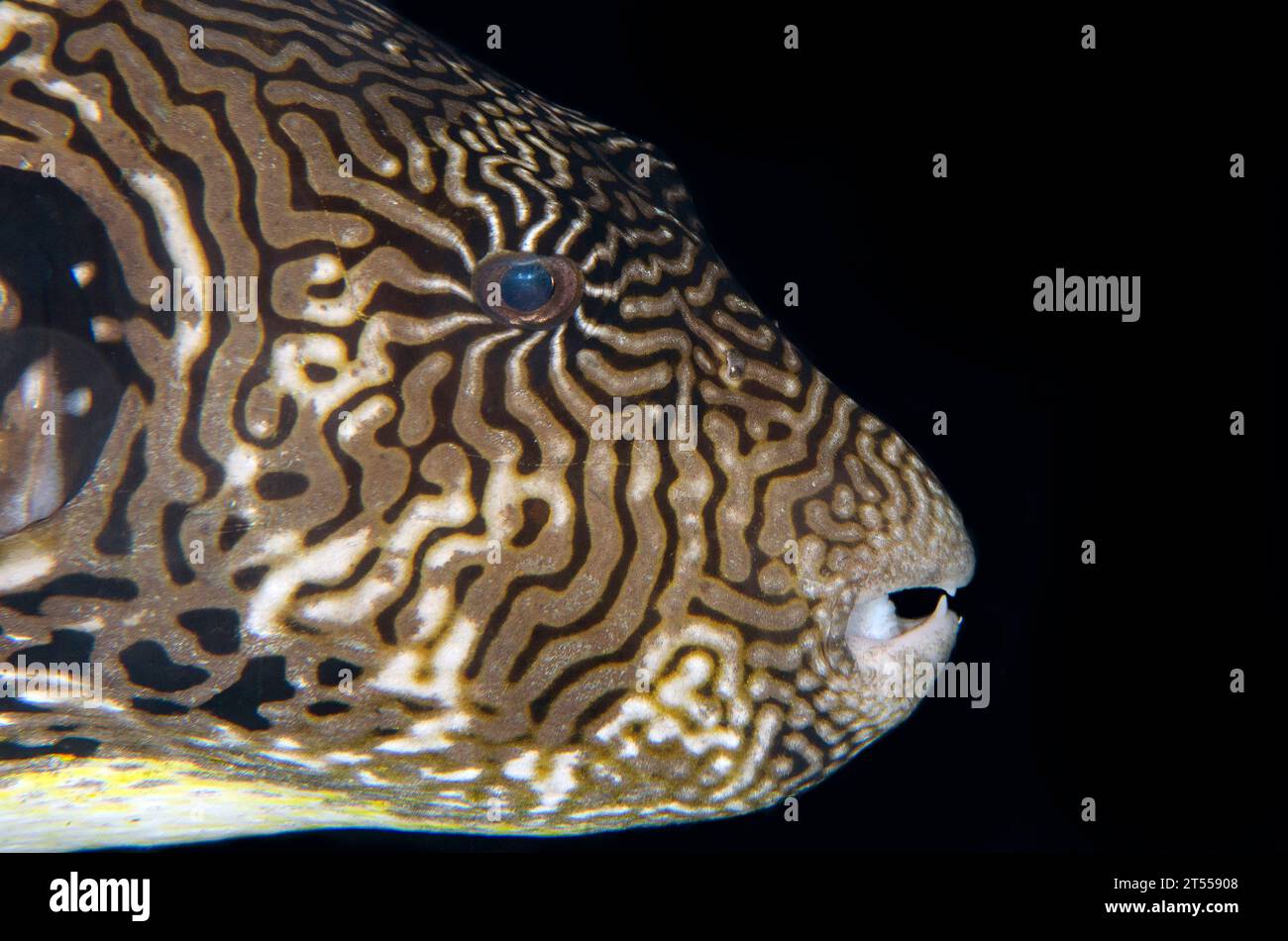 Map Puffer (Arothron mappa), night dive, Arborek Jetty dive site ...