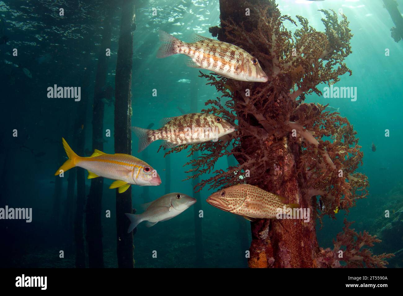 Slender Grouper (Anyperodon leucogrammicus), Orange-striped Emperor ...