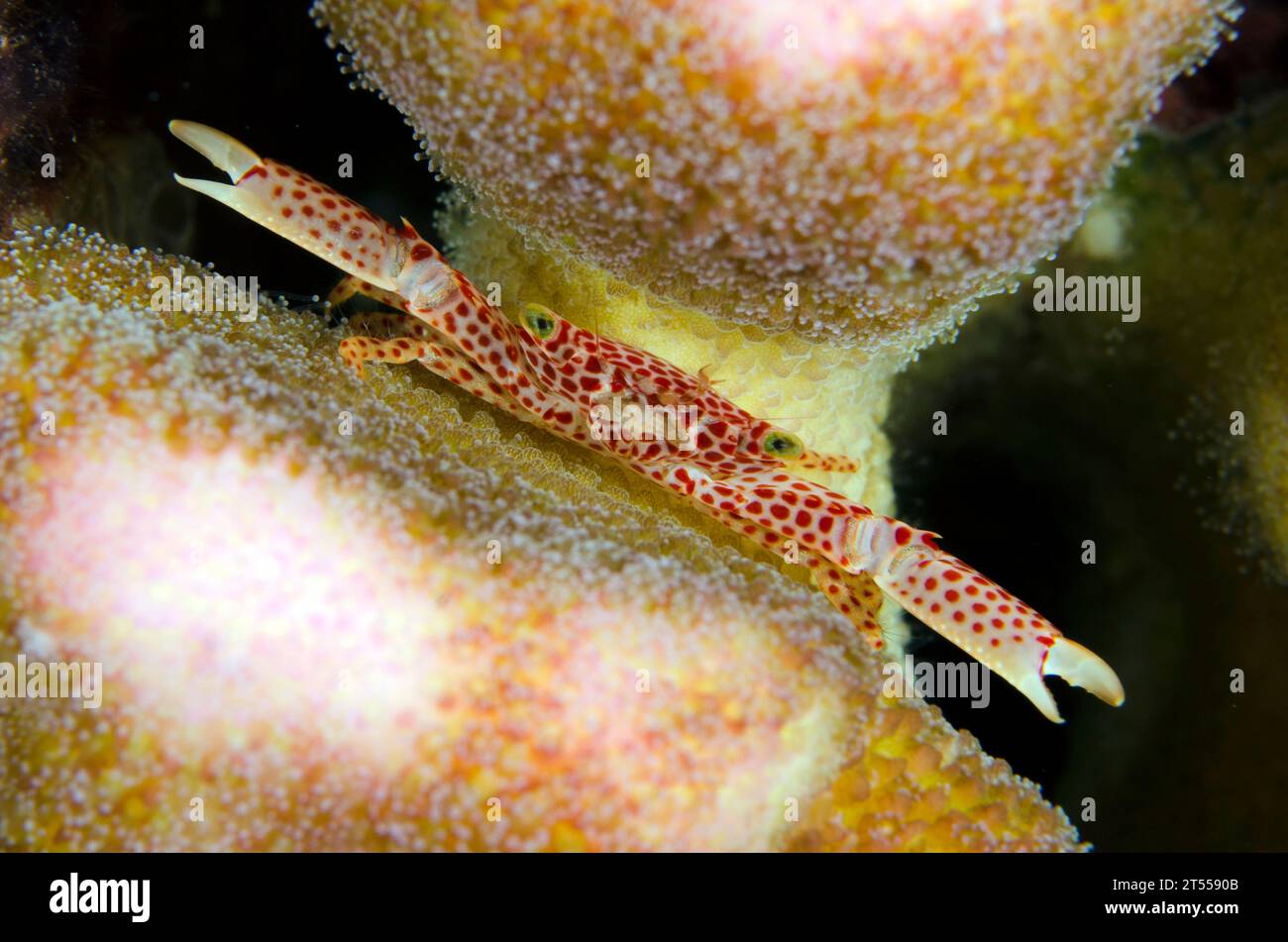 Red-spotted Guard Crab (Trapezia tigrina) inside Hard Coral (Acropora ...
