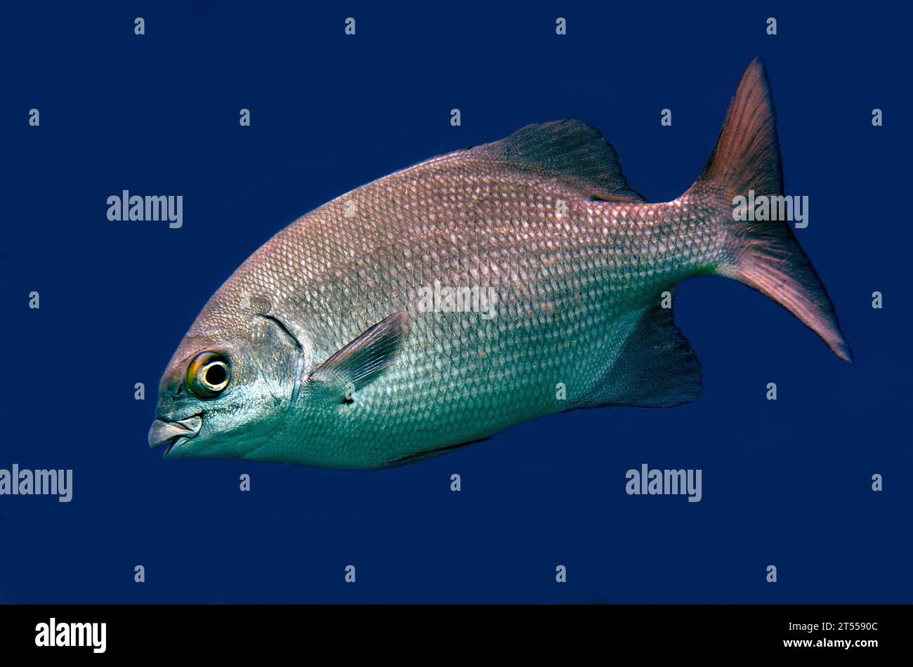 Topsail Chub (Kyphosus cinerascens), Mansuar Point East dive site ...