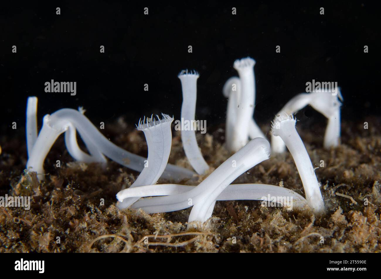 Siphons of boring bivalves (Pholadidae Family), Bandara dive site ...