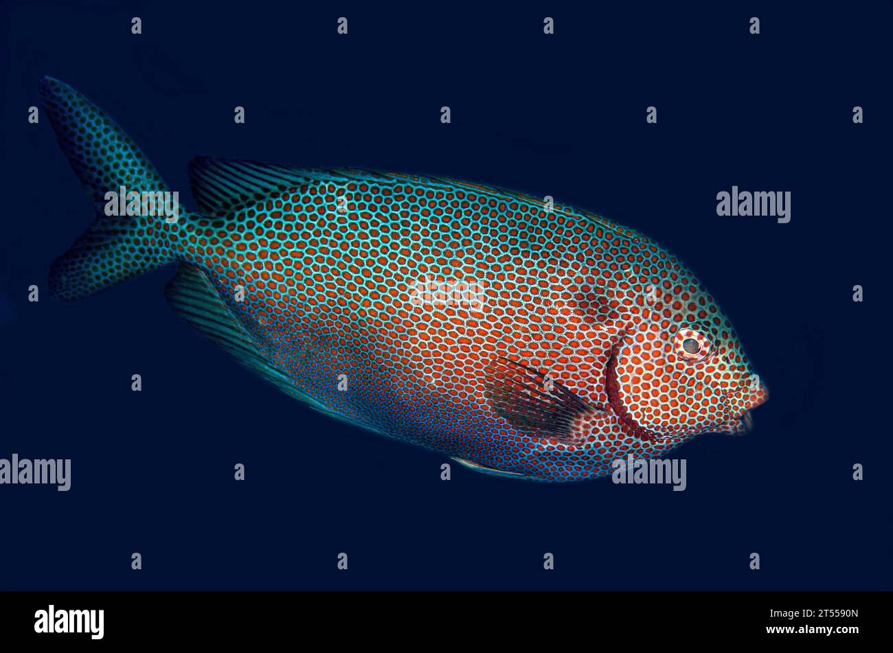 Gold-spotted Rabbitfish (Siganus punctatus), Melissa's Garden dive site ...