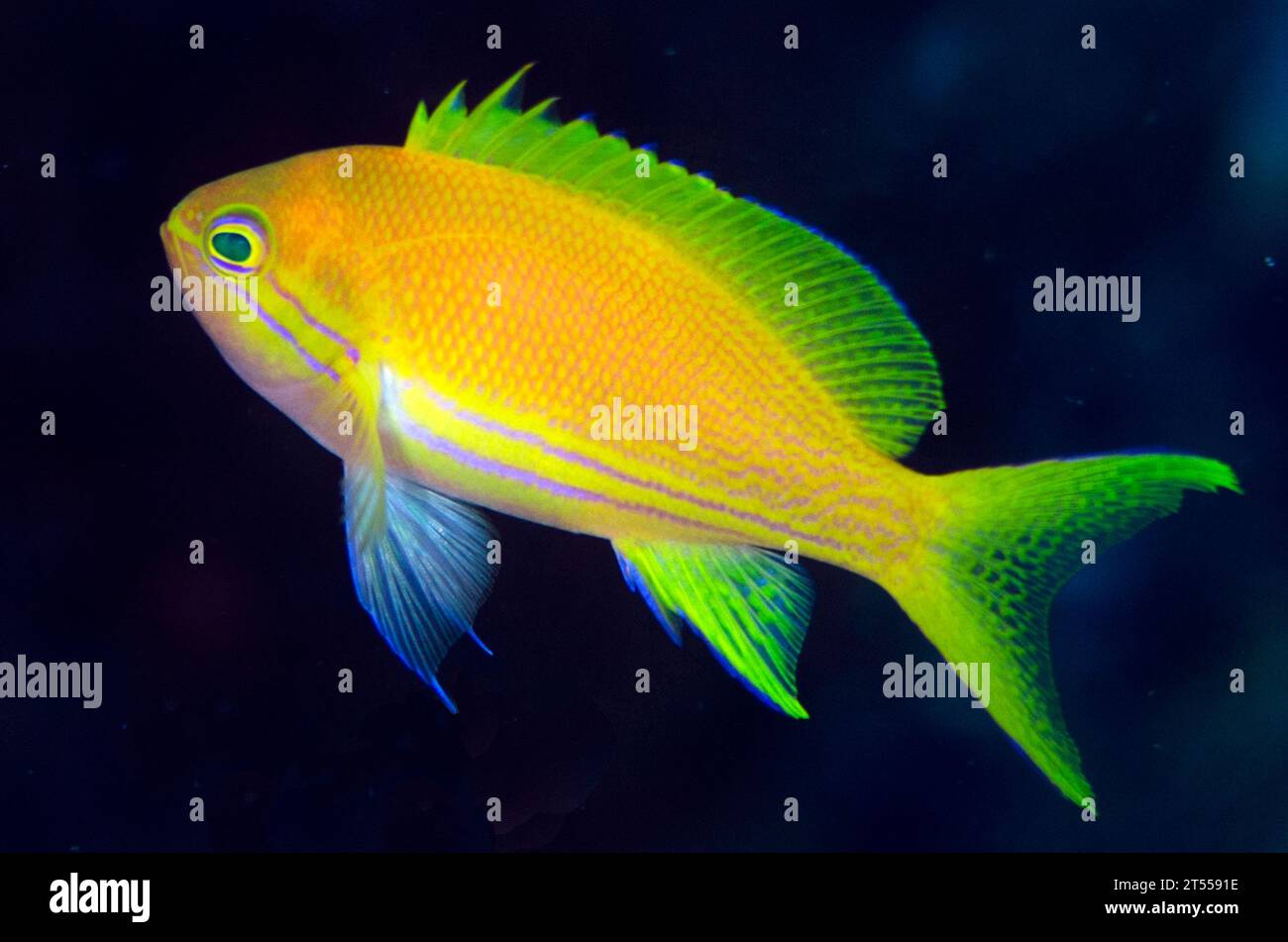 Squarespot Anthias (Pseudanthias pleurotaenia) female with erect fin ...