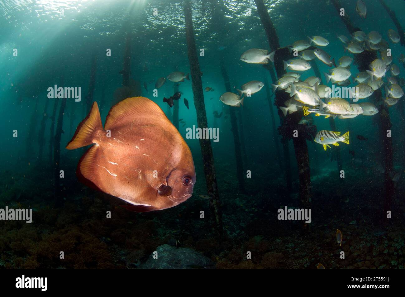 Golden Spadefish (Platax boersii) with school of Oriental Sweetlips ...