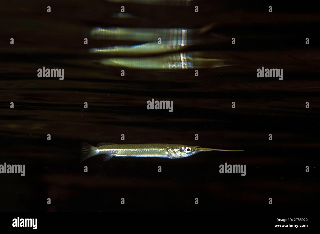 Shortnose River Halfbeak (Zenarchopterus gilli) with reflection ...