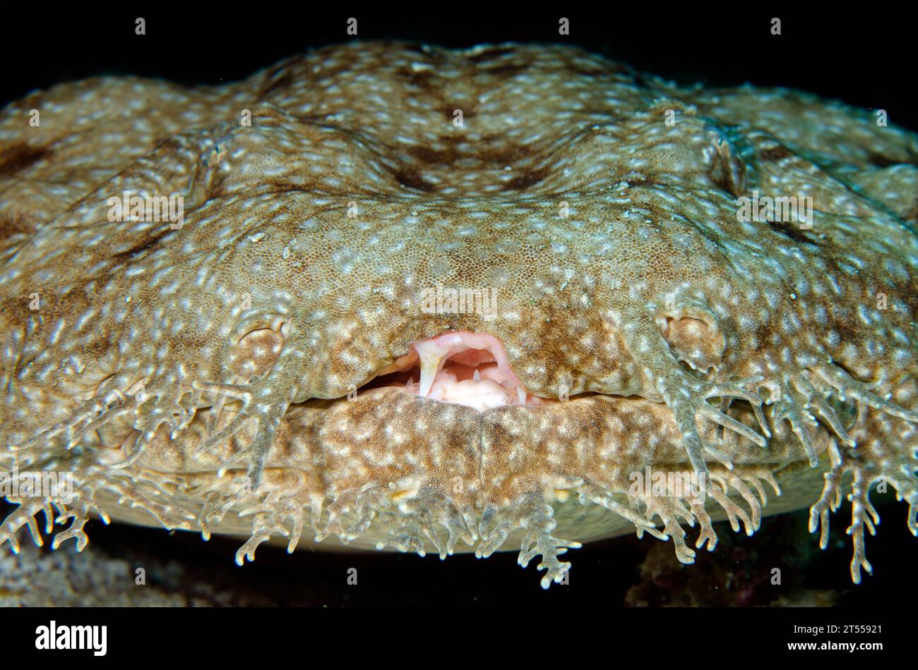 Tasselled Wobbegong Shark (Eucrossorhinus dasypogon) showing tooth ...