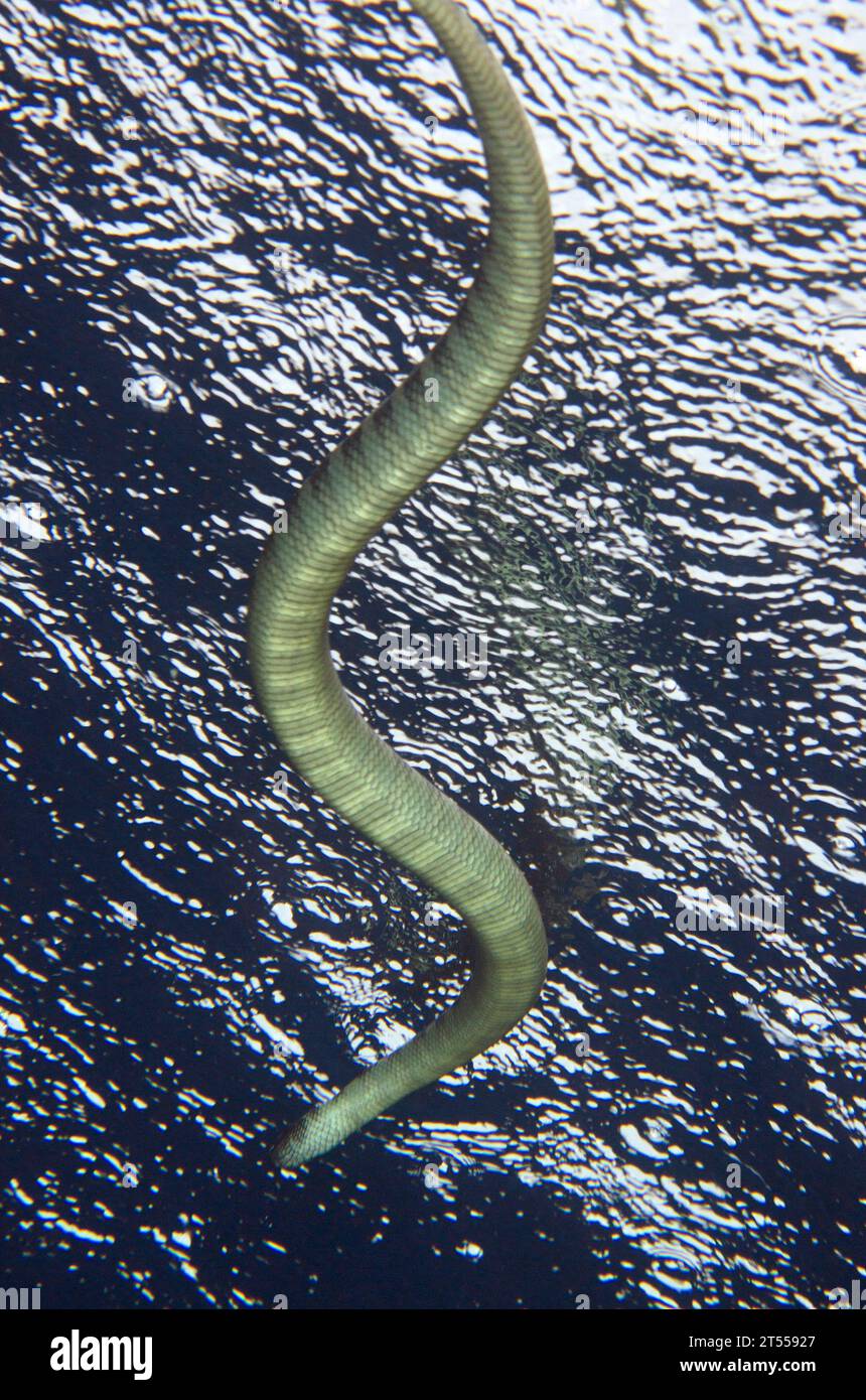 Chinese Sea Snake (Laticauda semifasciata) swimming on rainy surface ...
