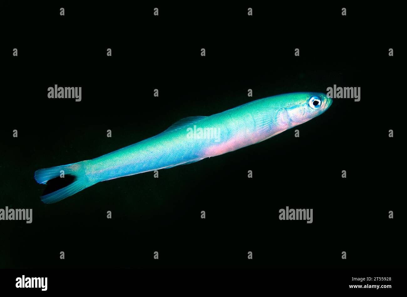 Spot-tail Dartfish (Ptereleotris hetroptera), Tanjung Selu dive site ...