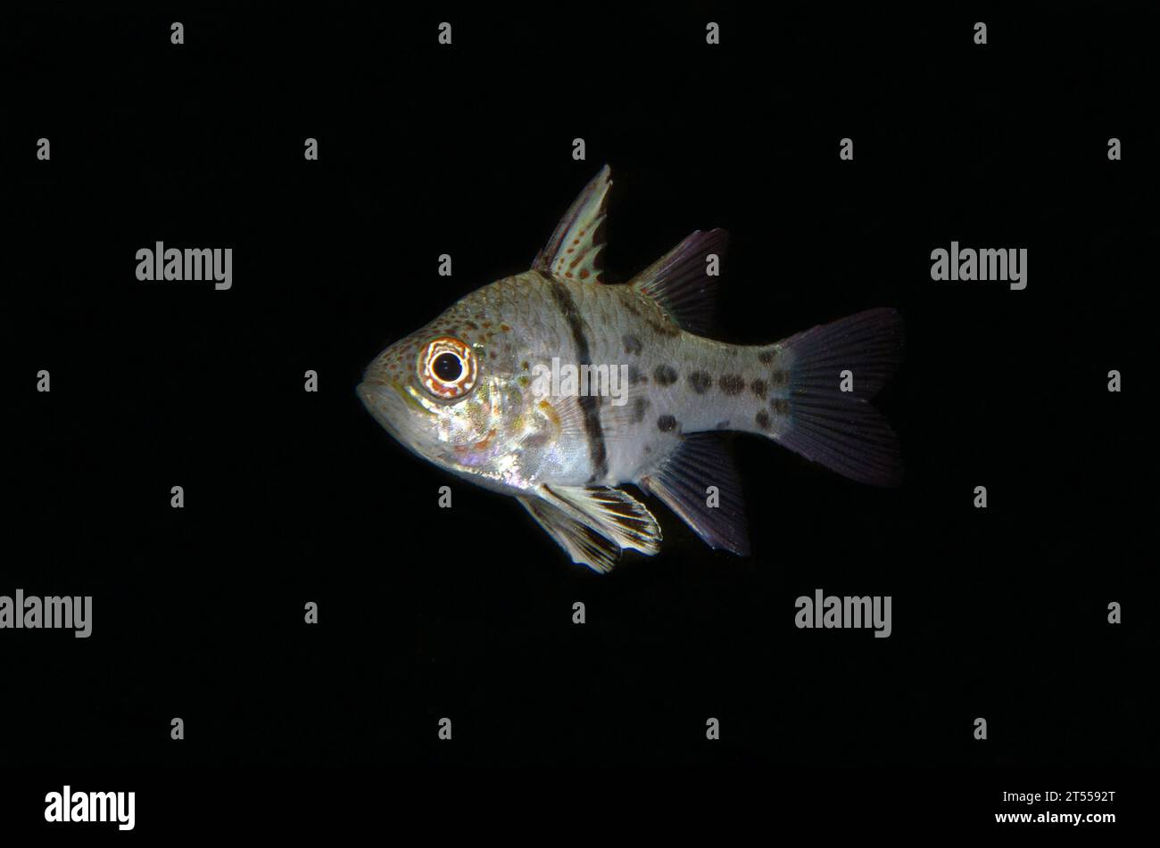 Orbicular Cardinalfish (Sphaeramia orbicularis), Mangrove Ridge dive ...