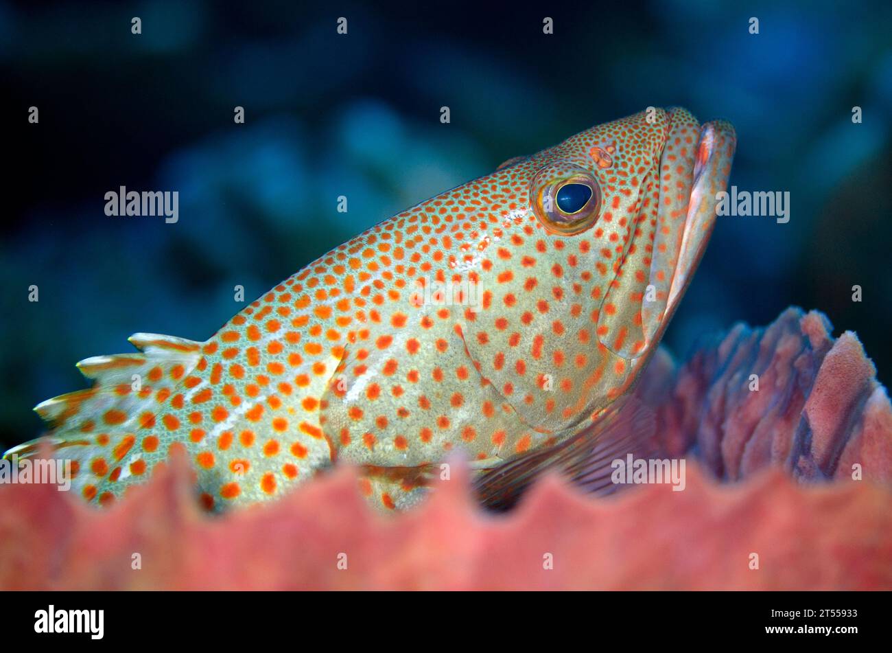 Slender Grouper (Anyperodon leucogrammicus) in Barrel Sponge ...