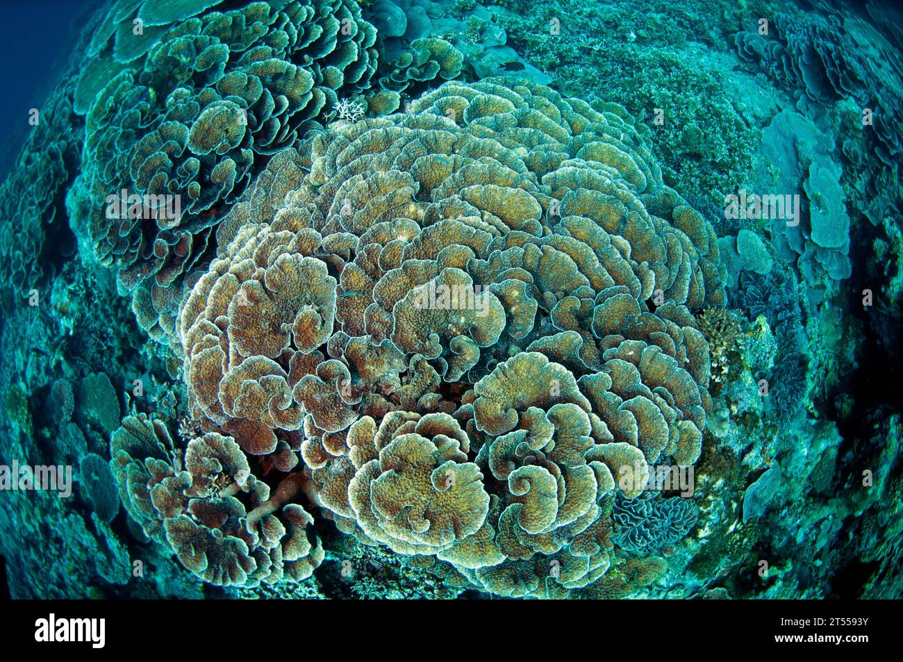 Cabbage Coral (Turbinaria reniformis) growing on recent lava flow, Lava ...