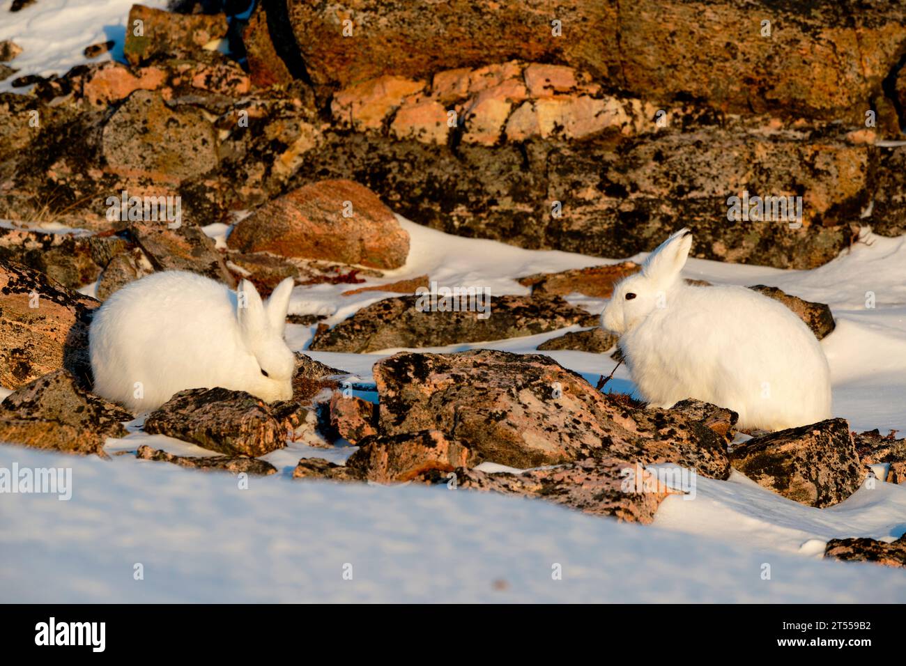 Arctic hares (Lepus arcticus) in the hills of Cape Hoegh at sunset ...