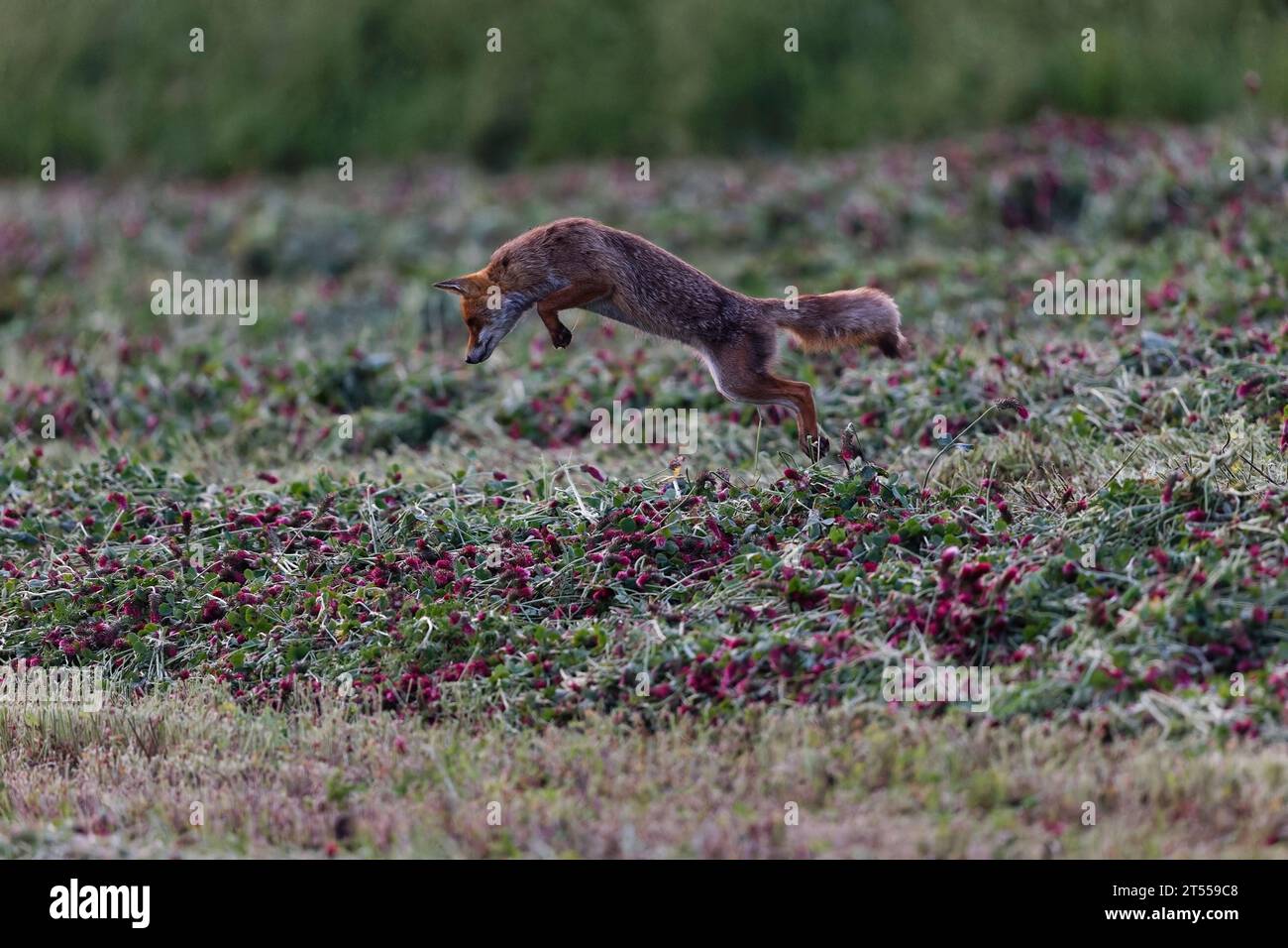 Red fox (Vulpes vulpes) hunting in a field of clover, National Forest ...