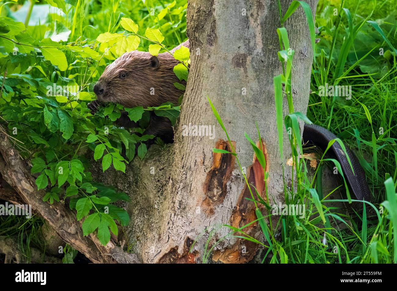 European beaver (Castor fiber) climbing the bank to eat young shoots ...