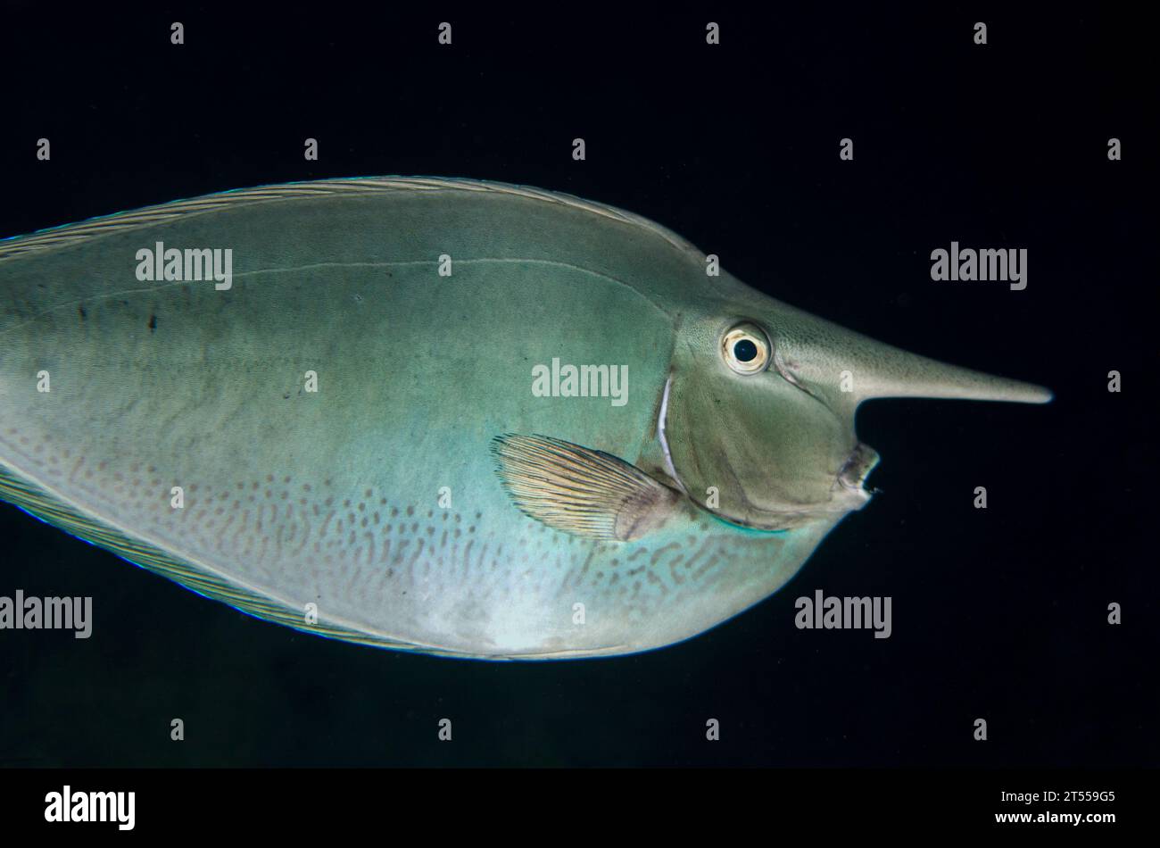 Palefin Unicornfish (Naso brevirostris) with rostral protuberance ...