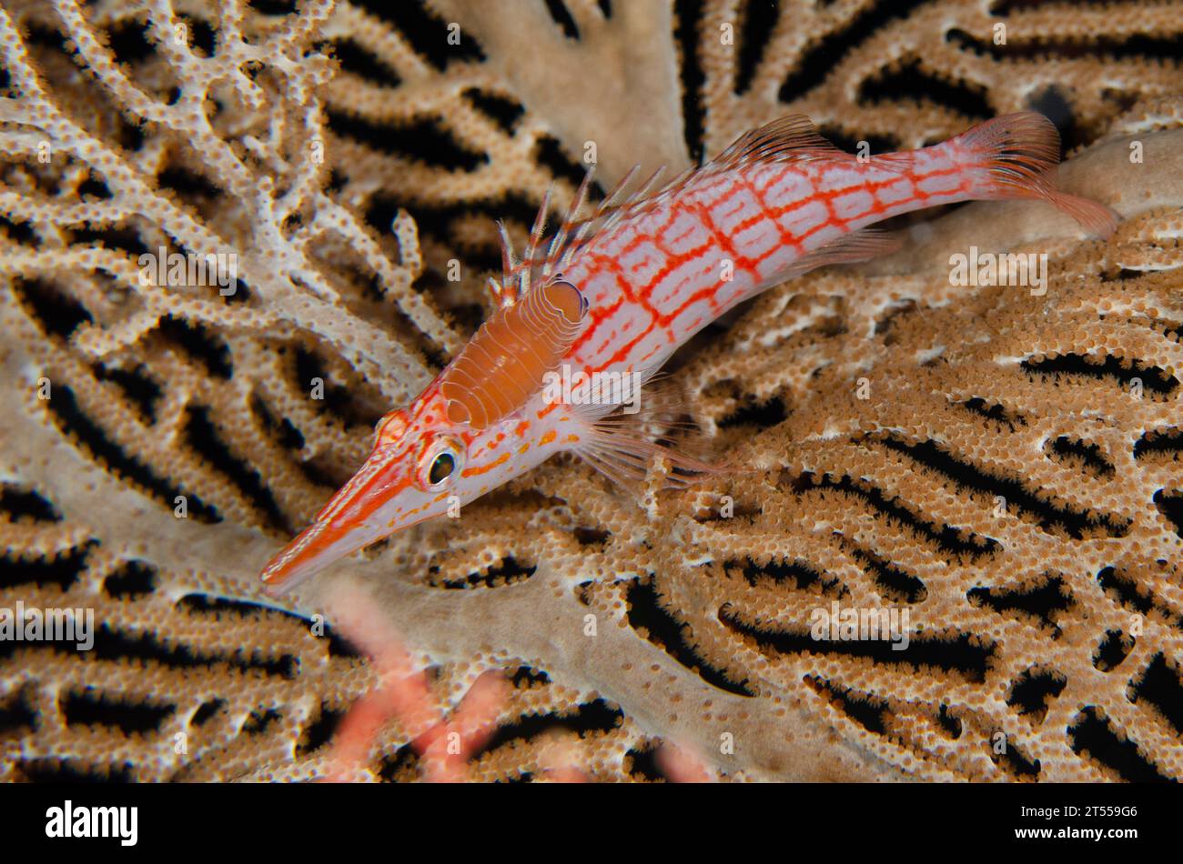 Longnose Hawkfish (Oxycirrhites typus) on Gorgonian Sea Fan ...