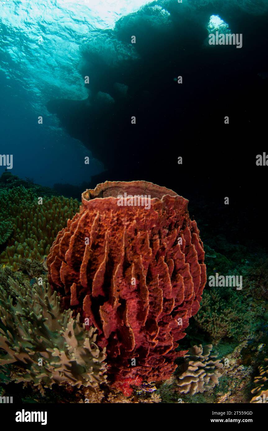 Barrel Sponge (Xestospongia testudinaria) with holes in island caused ...
