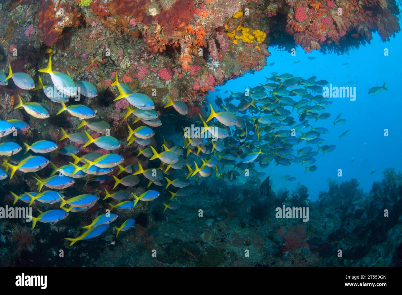 School of Blue and Yellow Fusiliers (Caesio teres), No Contest dive ...