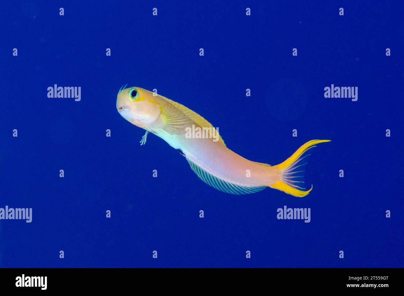 Midas Coralblenny (Ecsenius midas), Nudi Rock dive site, Misool Island ...