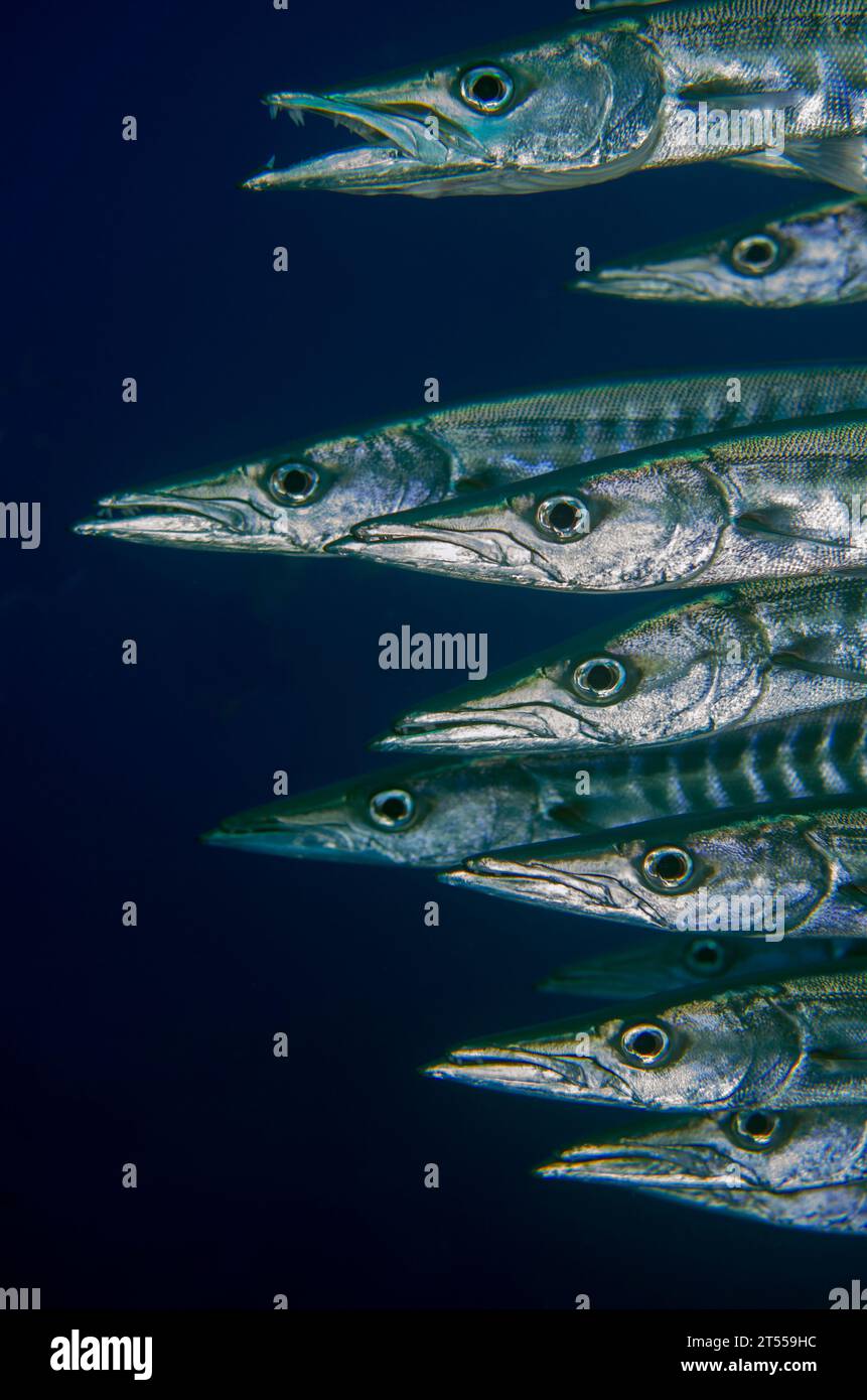 School of Blackfin Barracuda (Sphyraena qenie), Antichovy dive site ...