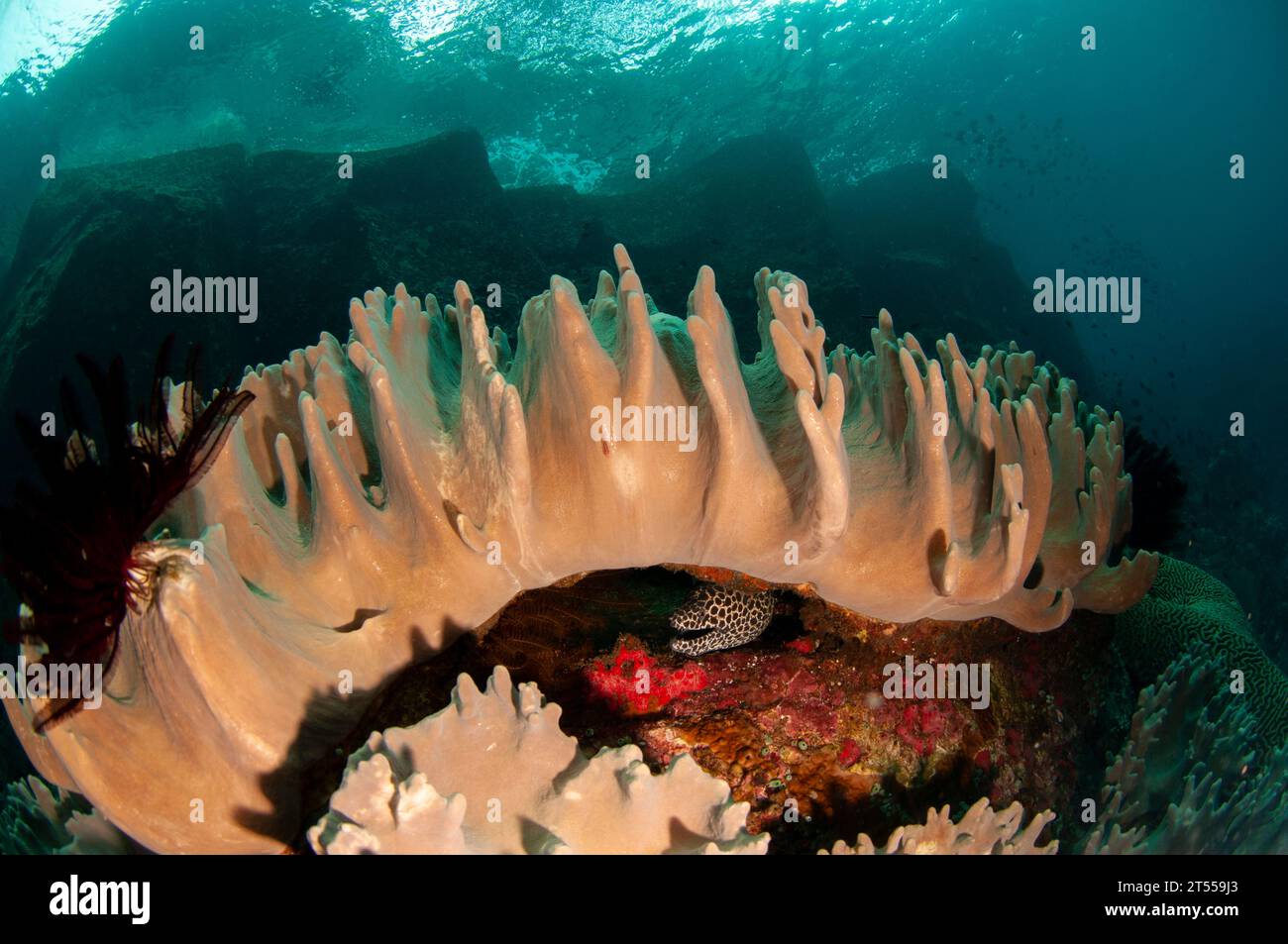 Blackspotted Moray Eel (Gymnothorax favagineus) under Devil's Hand ...
