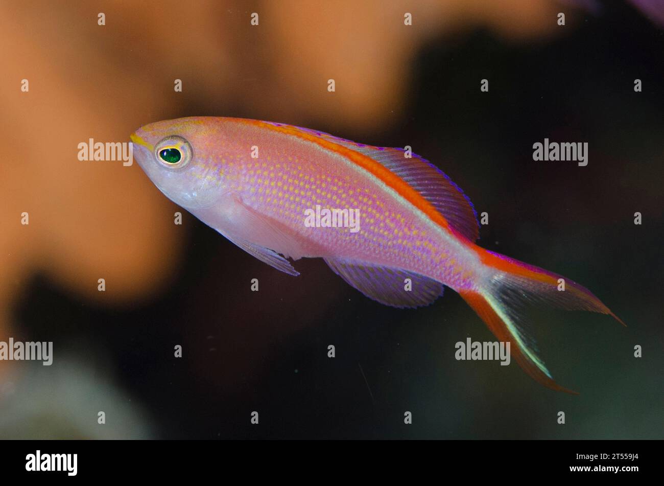 Princess Anthias (Pseudanthias smithvanizi), Karang Hatta dive site ...