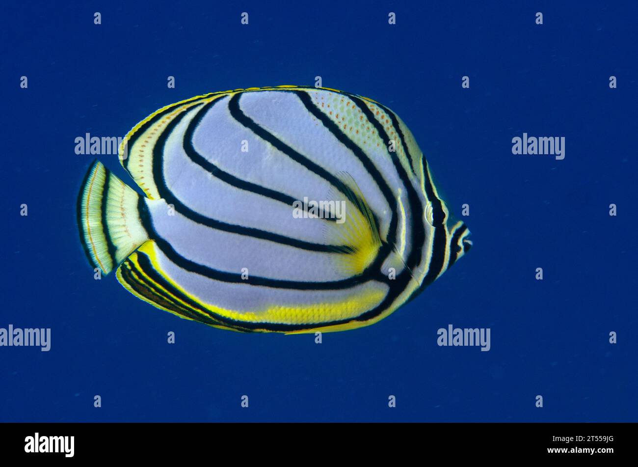 Meyer's Butterflyfish (Chaetodon meyeri), Too Many Fish dive site, Koon ...