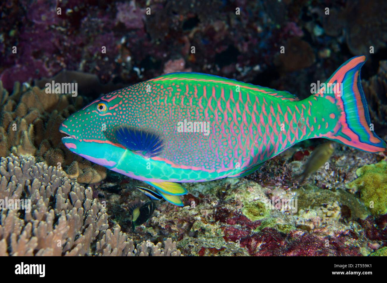 Male Spotted Parrotfish (Cetoscarus ocellatus), Boo West dive site ...