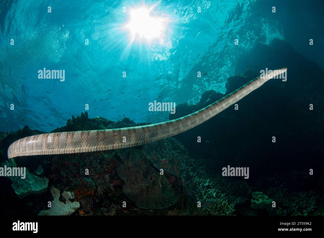 Chinese Sea Snake (Laticauda semifasciata) with sun in background, Red ...