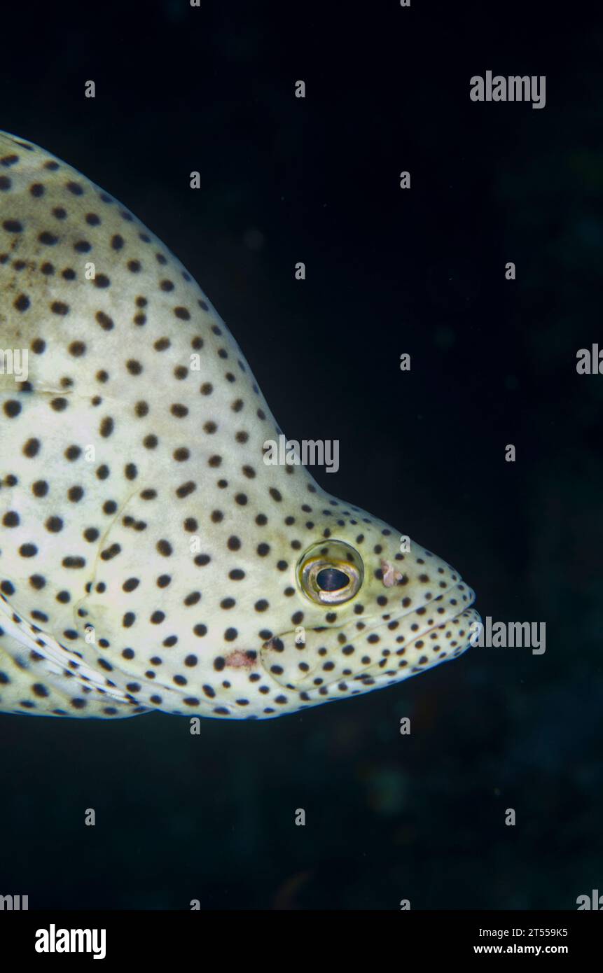 Baramundi Cod (Cromileptes altivelis), Whale Rock dive site, Misool ...