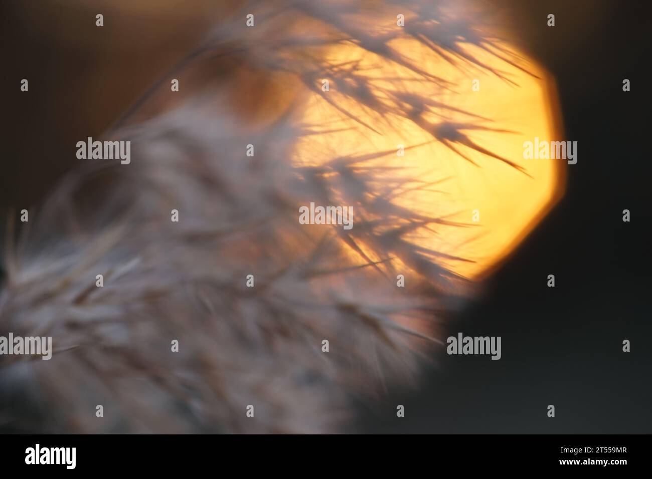 Fluffy reed grass in natural sunny background Stock Photo - Alamy