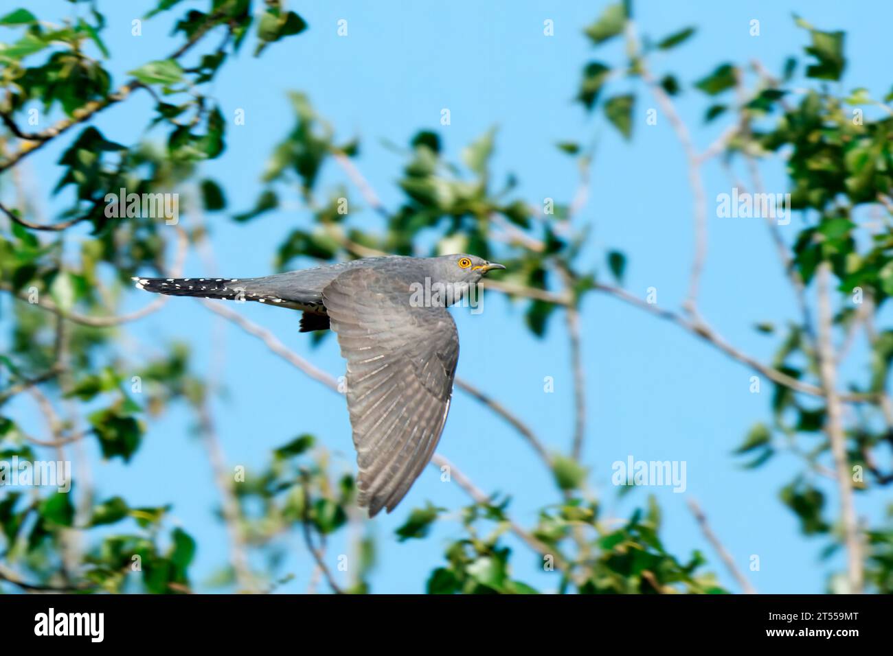 Common Cuckoo (Cuculus canorus) in flight over a branch of the Loire ...