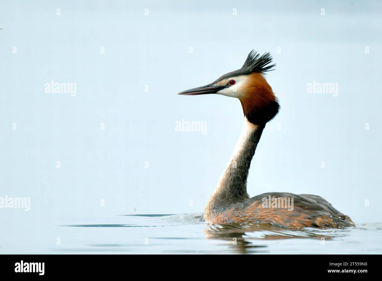 Great crested grebe (Podiceps cristatus) on the river Douve, Manche ...