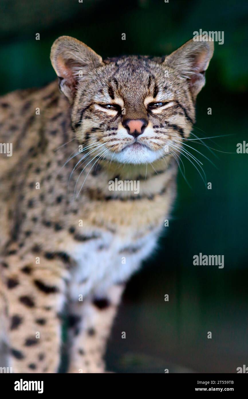 Geoffroy's Cat (Leopardus geoffroyi) captive, Isere, France Stock Photo ...