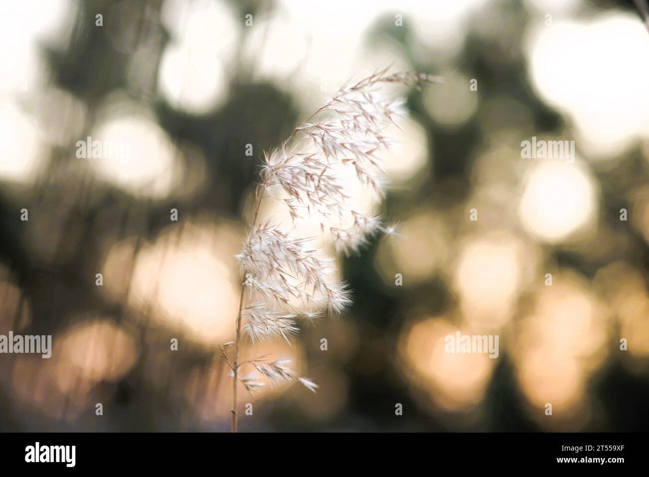 Fluffy reed grass head in natural blurred background at sunset Stock ...